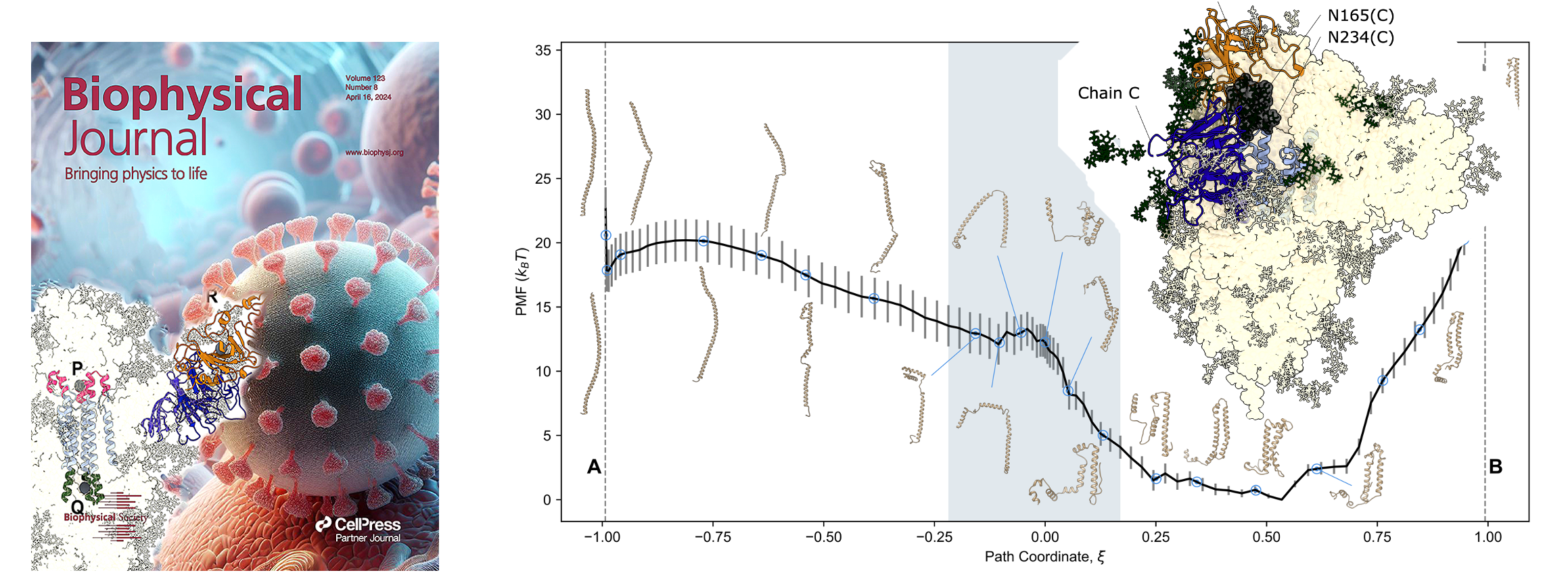 Biophysical Journal Cover 2024 clone - Plotkin Lab
